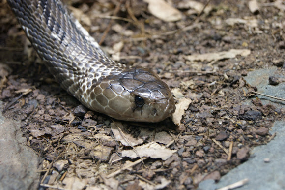 Indian Cobra | Project Noah