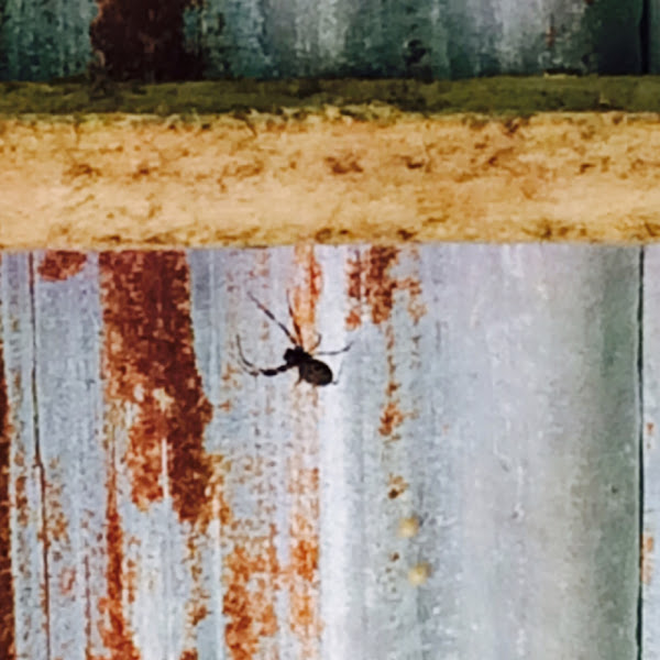 Spider | Project Noah