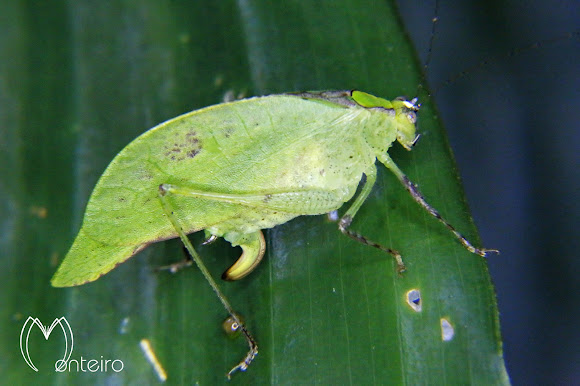 Long legged katydid | Project Noah
