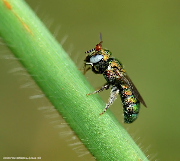 Small Carpenter bee | Project Noah