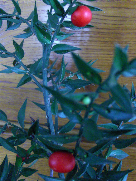 Butcher's Broom/Bodeca lobodika | Project Noah