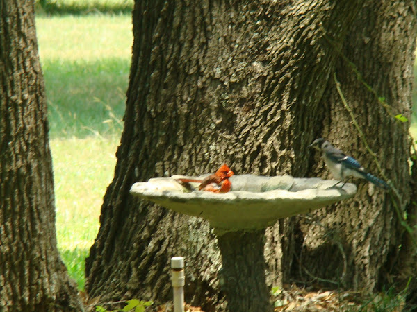 Cardinal | Project Noah