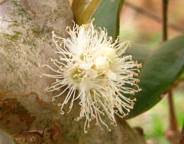 Flower of Brazilian Grape Tree, Jaboticaba | Project Noah