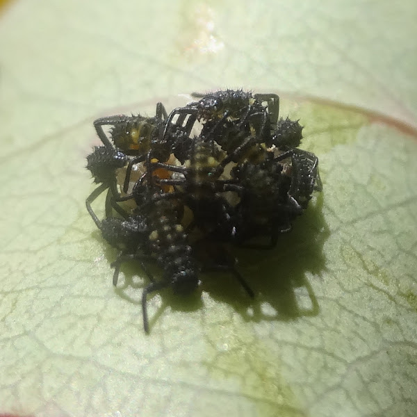 Coccinellidae larvae cluster | Project Noah