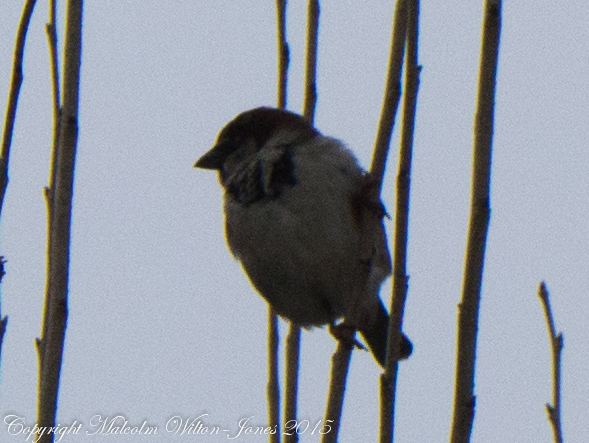House Sparrow; Gorrion Común | Project Noah