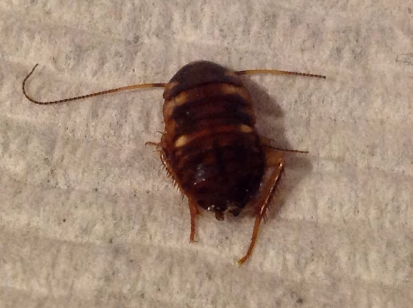 American Cockroach ( Nymph ) | Project Noah