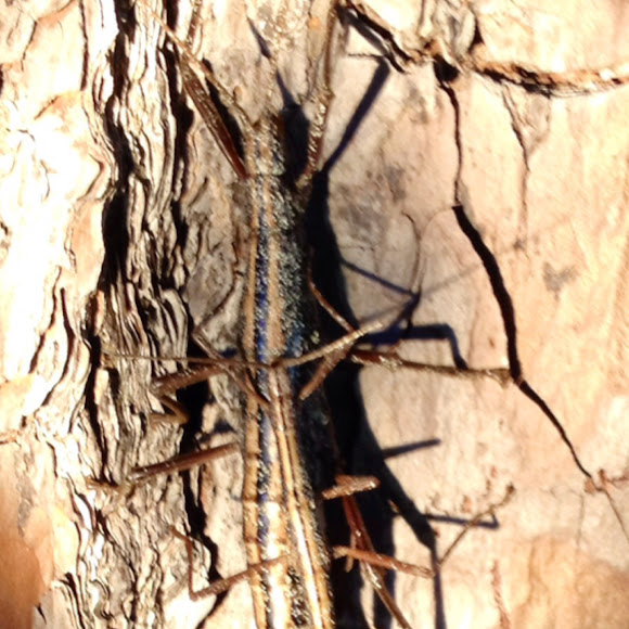 Southern Two-striped Walkingstick | Project Noah