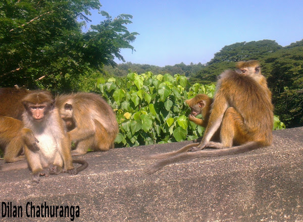 Toque monkey | Project Noah