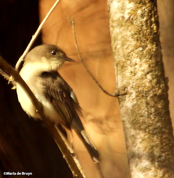Eastern phoebe | Project Noah