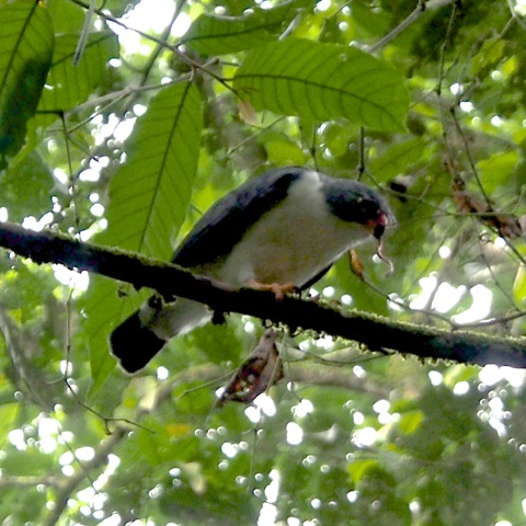 Semiplumbeous Hawk | Project Noah