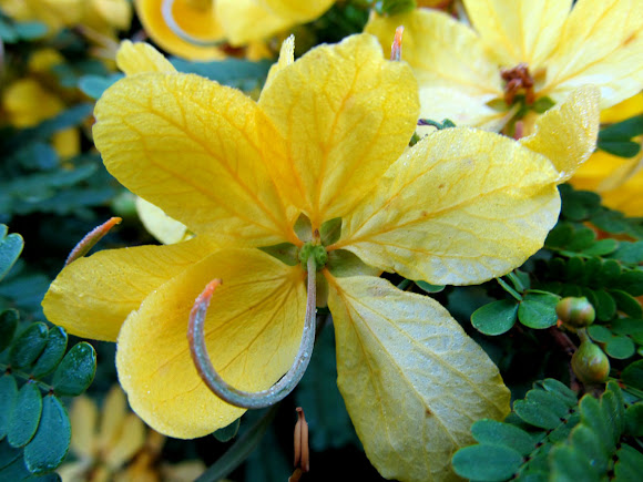 Scrambled Egg Tree | Project Noah