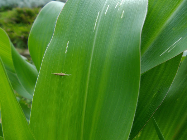 Microlepidoptera | Project Noah