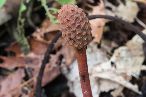 Urupé | Project Noah