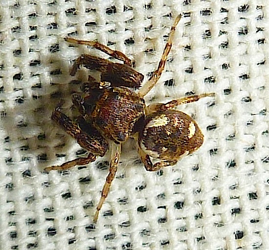 Mini Jumping Spider | Project Noah