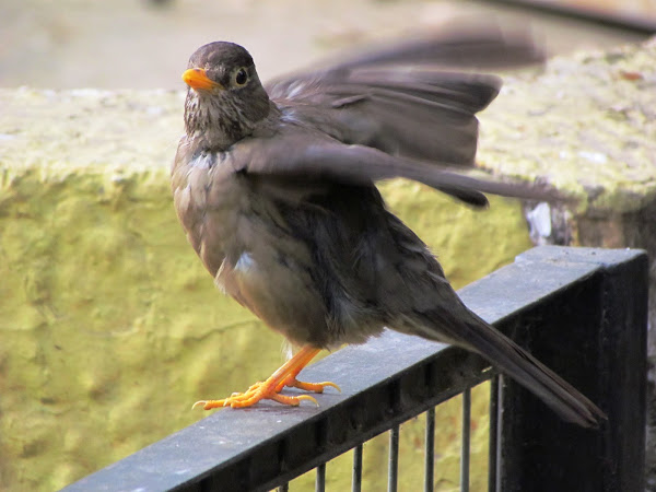 Austral Thrush | Project Noah
