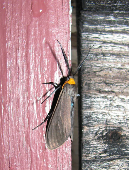 Yellow-collared Scape Moth | Project Noah