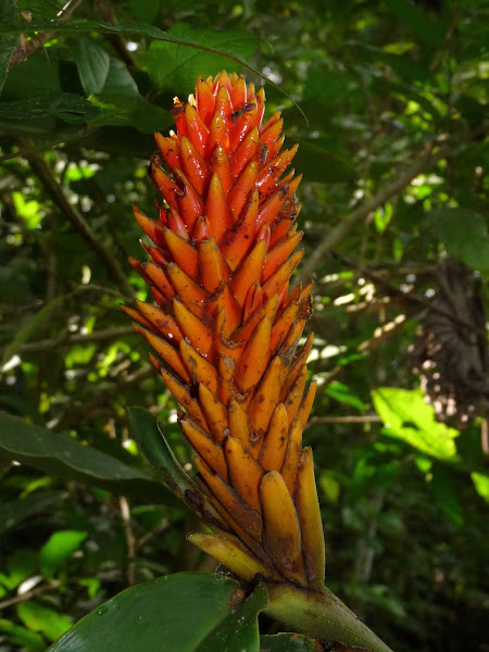 Orange Ginger flower | Project Noah