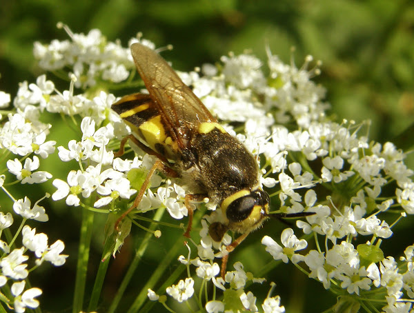 Soldierfly/banded general (female) | Project Noah