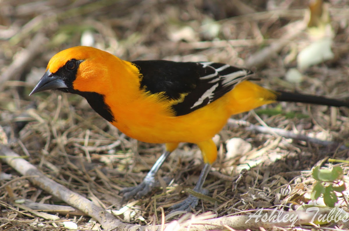 Altamira Oriole | Project Noah