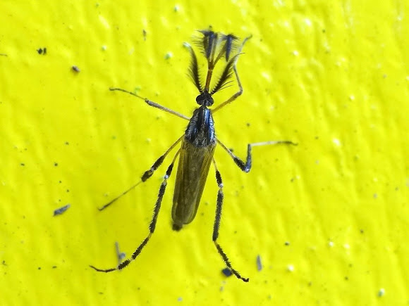 “gallinipper” or “shaggy-legged gallinipper” | Project Noah