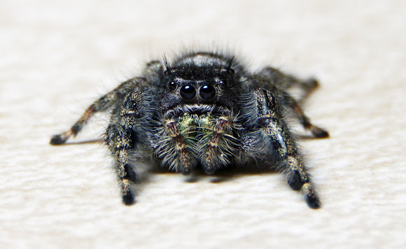 Bold Jumping Spider | Project Noah