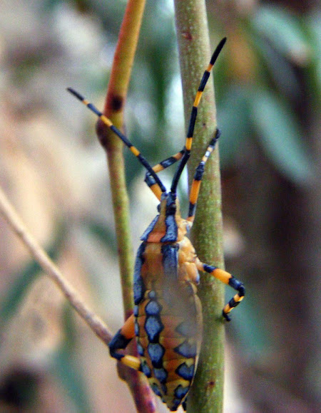 Eucalyptus Tip-wilter Bug | Project Noah