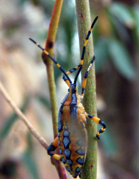 Eucalyptus Tip-wilter Bug | Project Noah