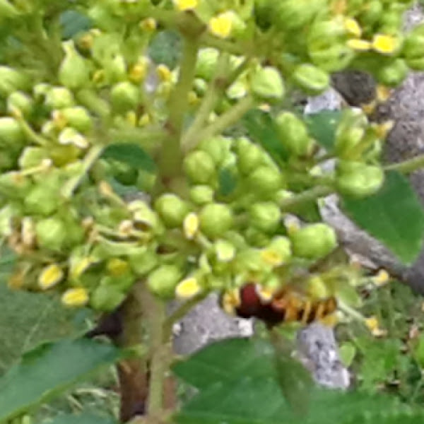 Hercules' Club. Toothache Tree. Tickle Tongue | Project Noah