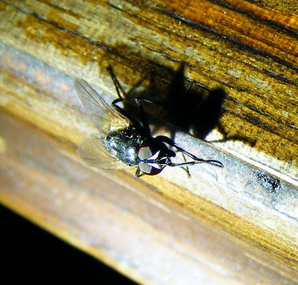 Bush Fly | Project Noah