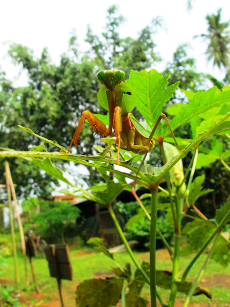 Praying Mantis | Project Noah