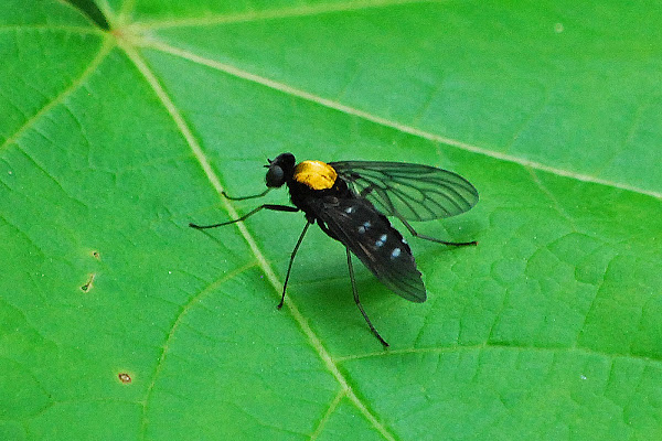 Gold-back Snipe Fly | Project Noah