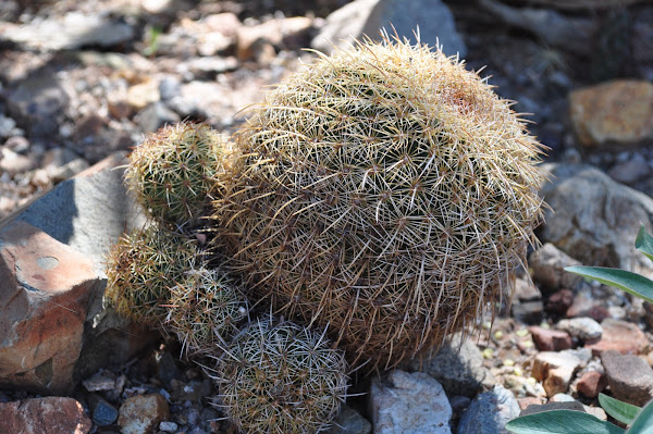 Pima Pineapple Cactus | Project Noah