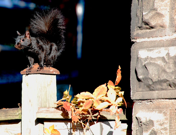 Black Eastern Gray Squirrel | Project Noah