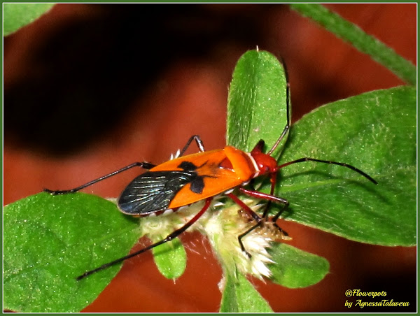 Cotton Stainer Bug | Project Noah