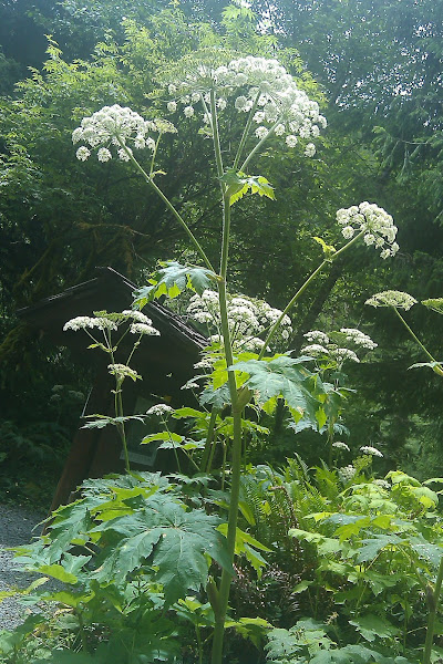 Giant Hogweed | Project Noah