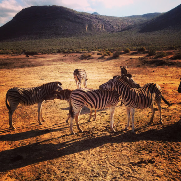 Zebra | Project Noah