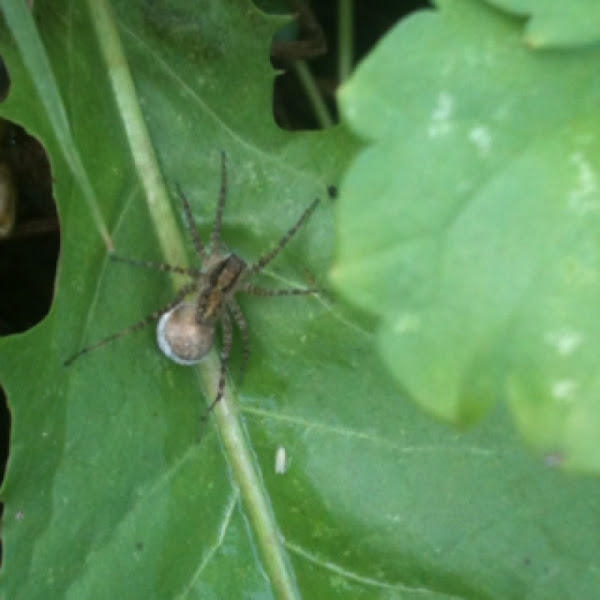 Grass Spider | Project Noah