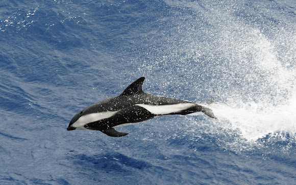 Hourglass dolphin | Project Noah