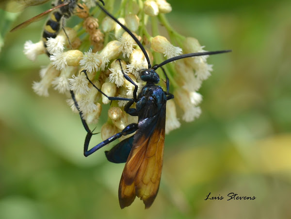 Tarantula Hawk wasp | Project Noah