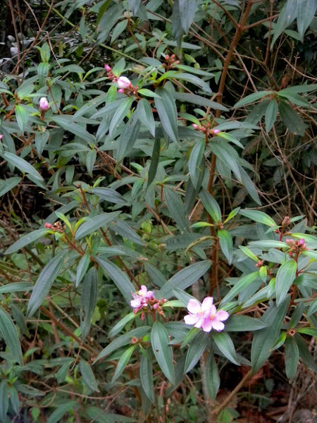 Singapore rhododendron, senduduk | Project Noah
