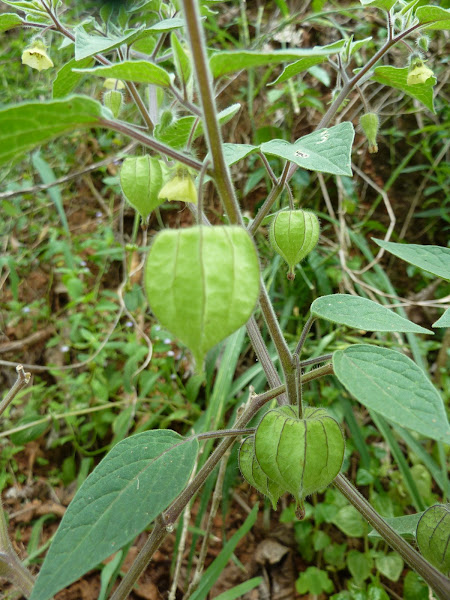 Native gooseberry, Wild cape gooseberry, pygmy groundcherry | Project Noah
