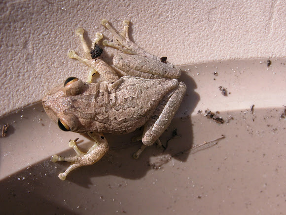 Cuban Tree Frog | Project Noah