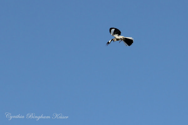 (Male) Northern Mockingbird | Project Noah