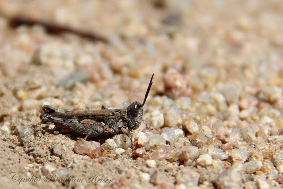 Texas Spotted Range Grasshopper | Project Noah