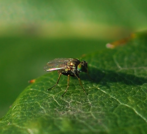 green eyed fly | Project Noah