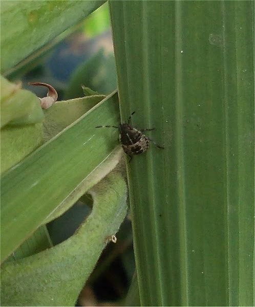 Woundwort Shieldbug 3rd instar | Project Noah