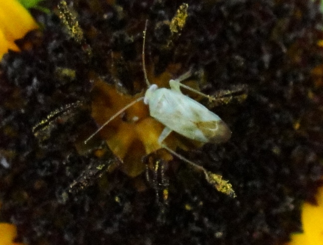 Plant bug | Project Noah