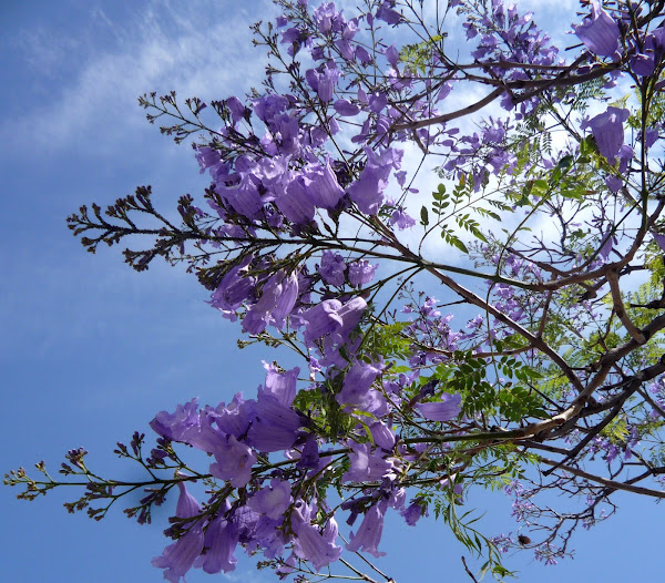 Jacaranda | Project Noah