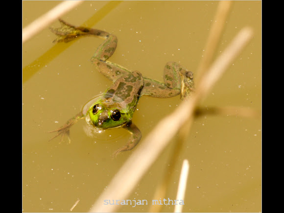 Indian Rice Frog | Project Noah