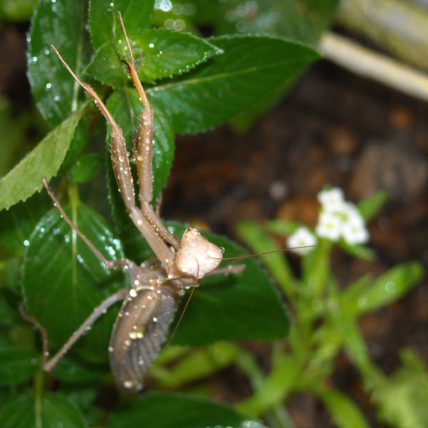 California Mantis | Project Noah